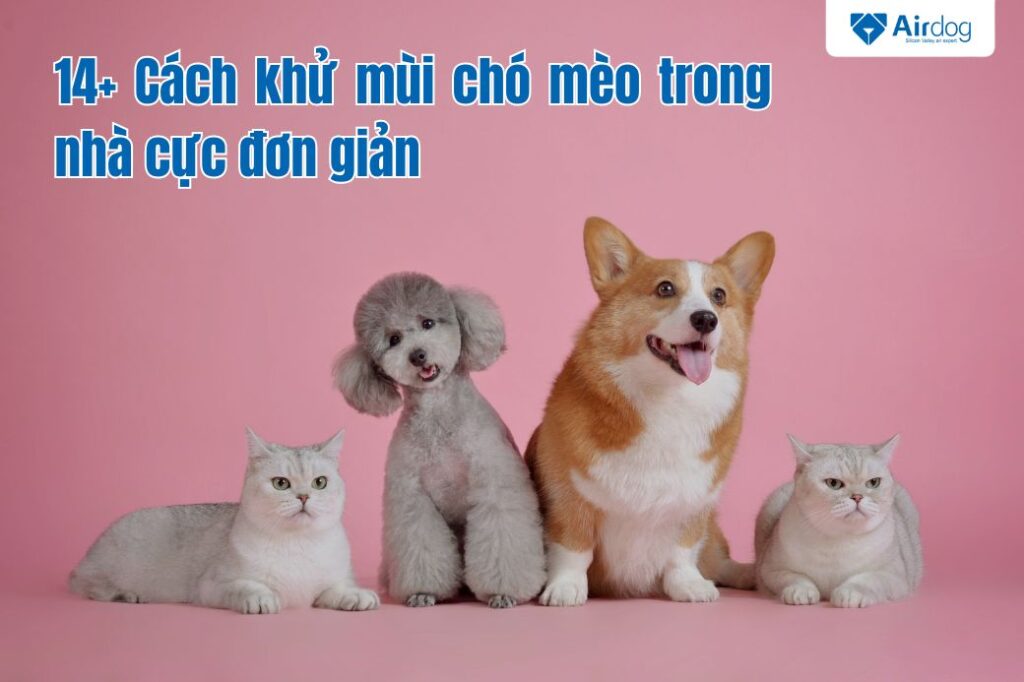 14+ cách khử mùi chó mèo trong nhà HIỆU QUẢ ngay tại nhà