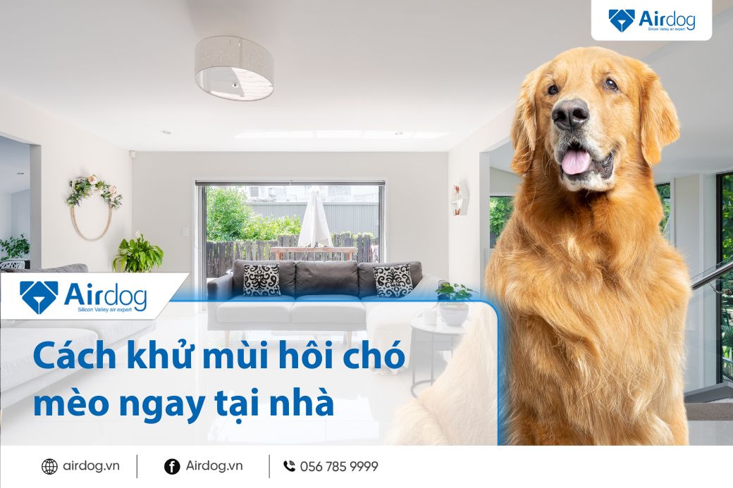 14+ cách khử mùi chó mèo trong nhà HIỆU QUẢ ngay tại nhà