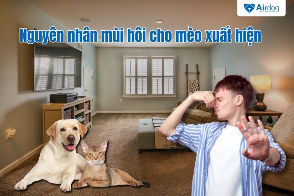 14+ cách khử mùi chó mèo trong nhà HIỆU QUẢ ngay tại nhà